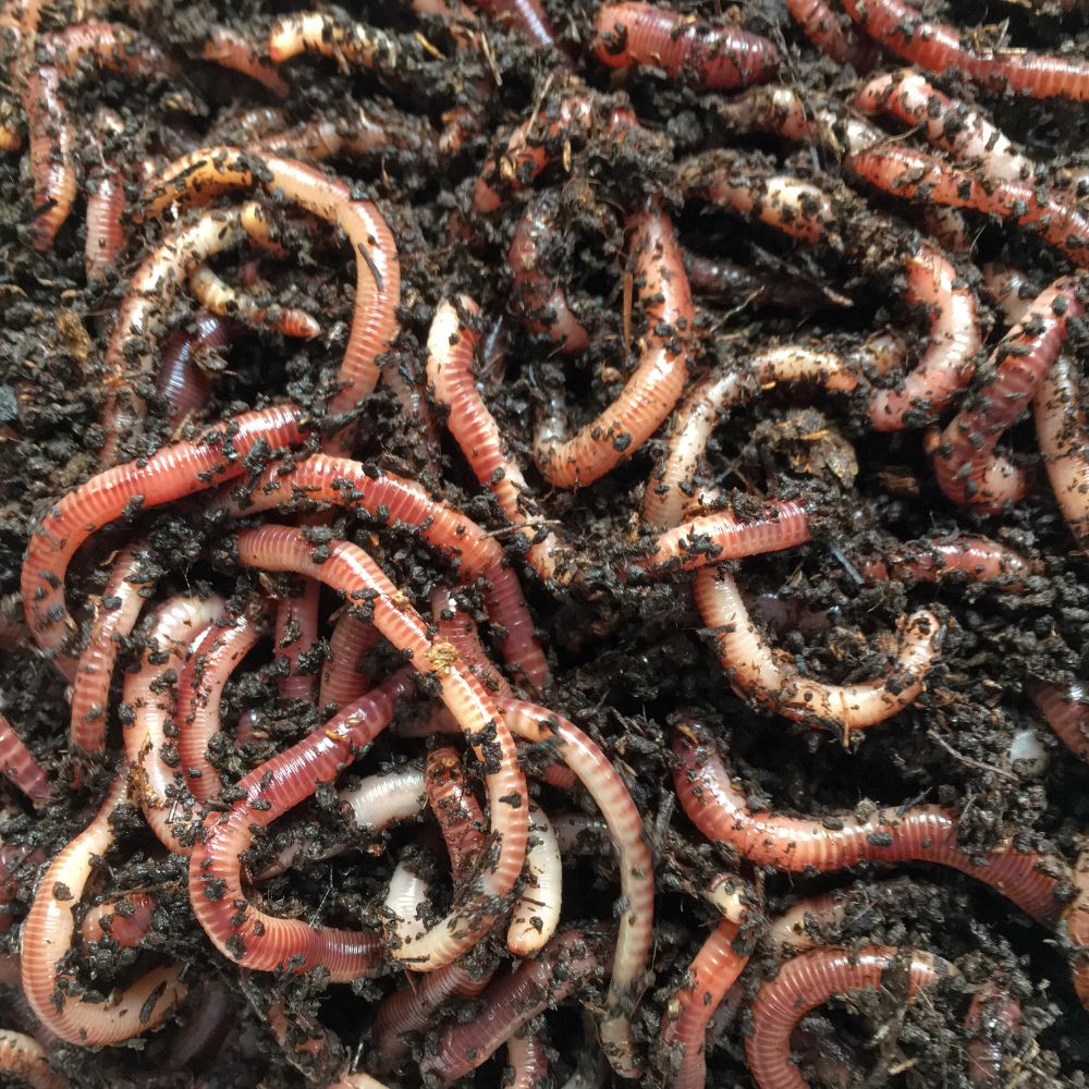 Live Worms Starter Pack for Composting | Food2Soil