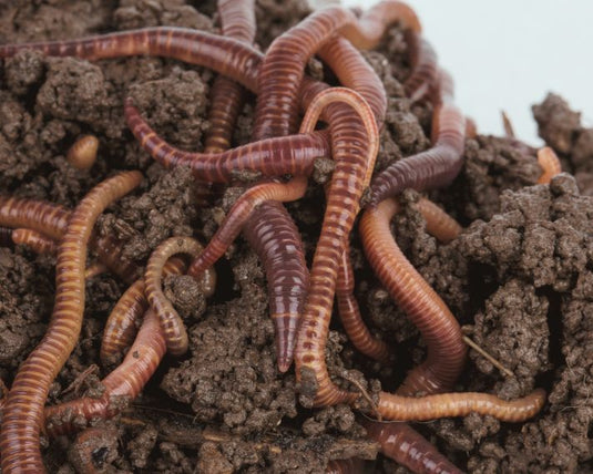 Buy Compost Worms Australia | Worms for Sale – Food2Soil